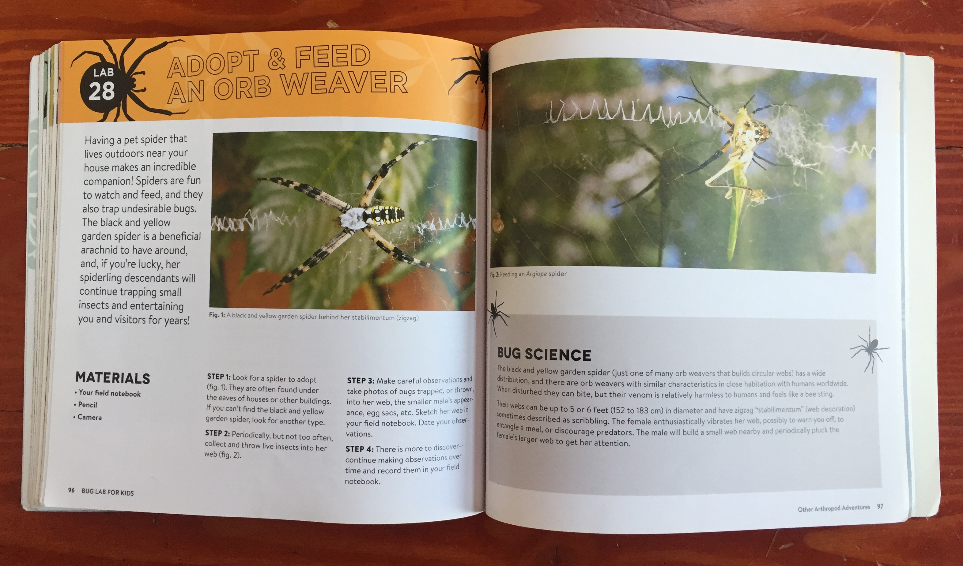 Bug Lab for Kids – Practically Apparent